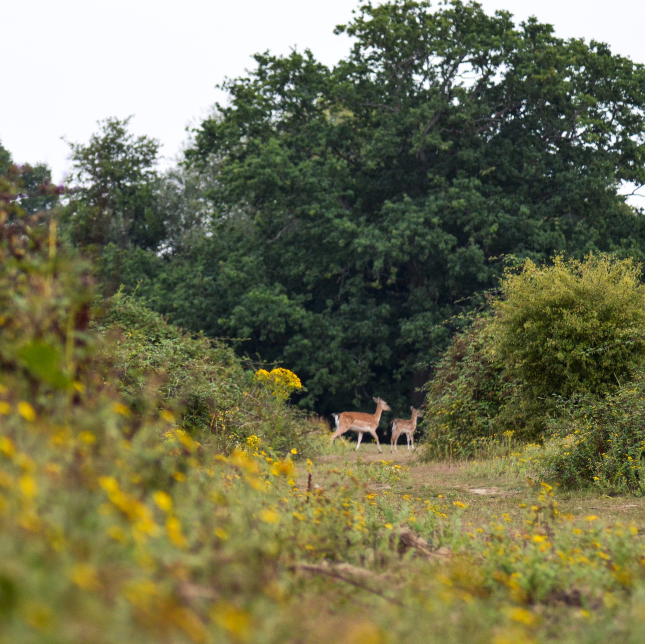 Monitoring Rewilding Projects with Bioacoustic Technology