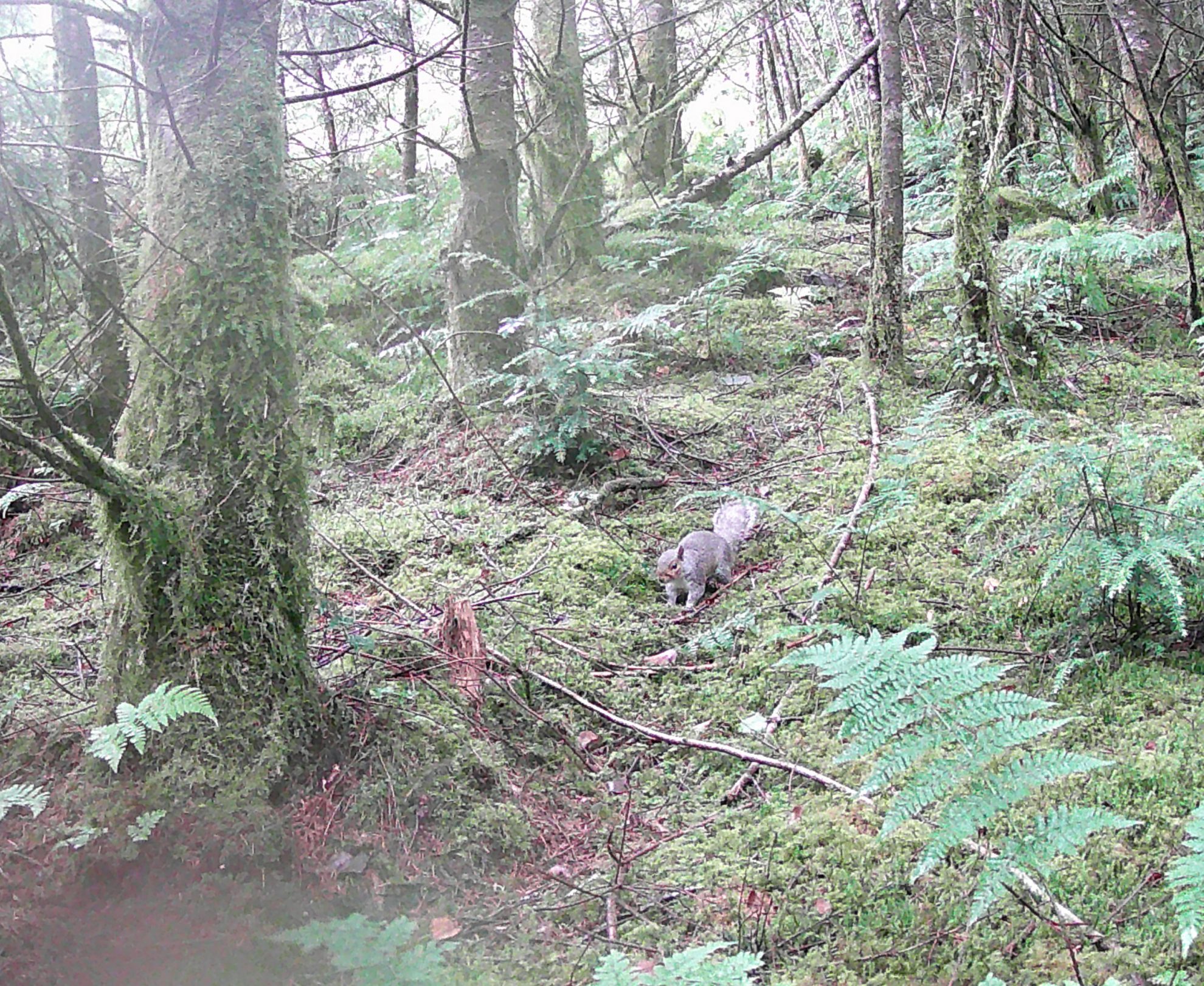 Wild Wales: Discovering a woodland’s secrets | Carbon Rewild