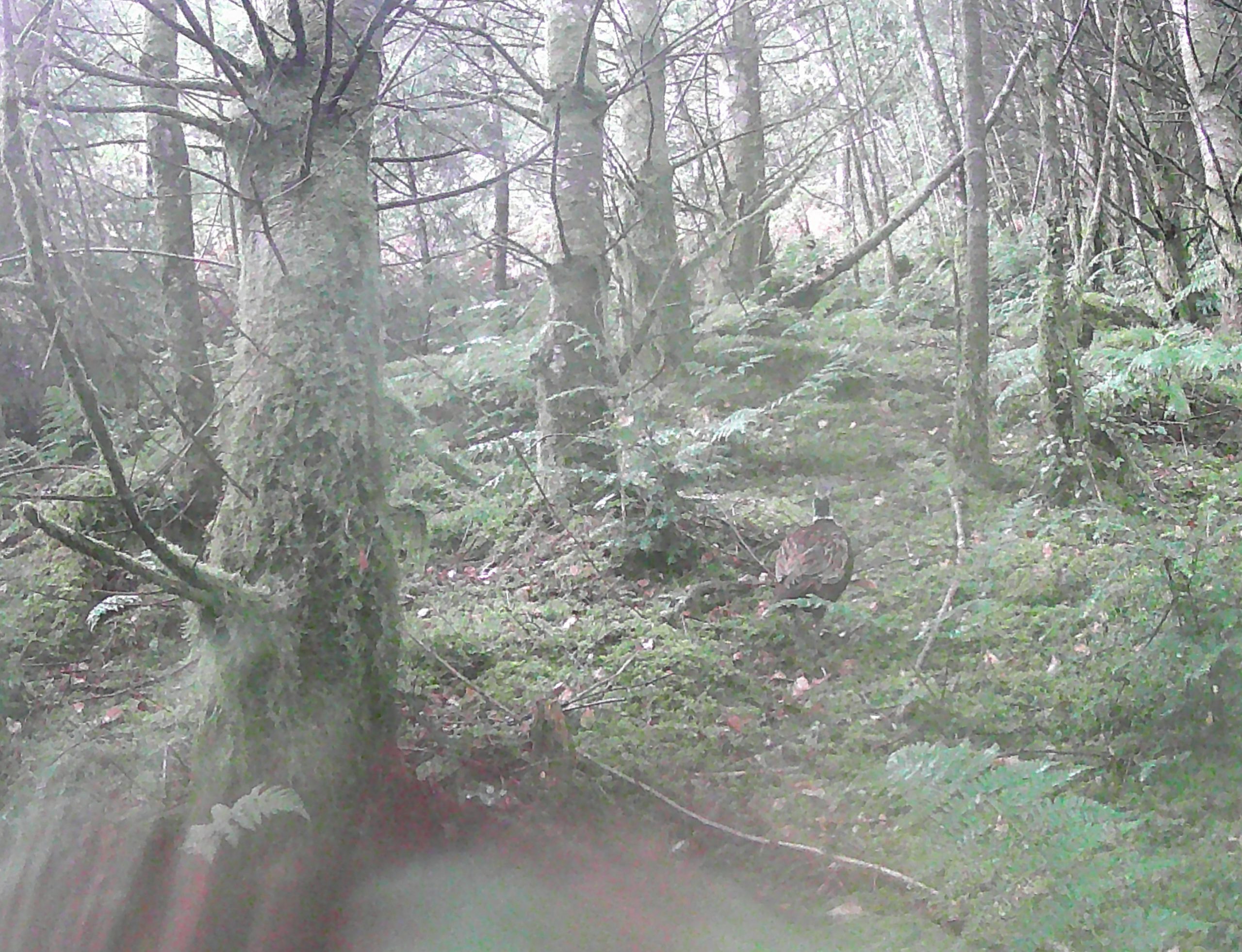 Wild Wales: Discovering a woodland’s secrets | Carbon Rewild