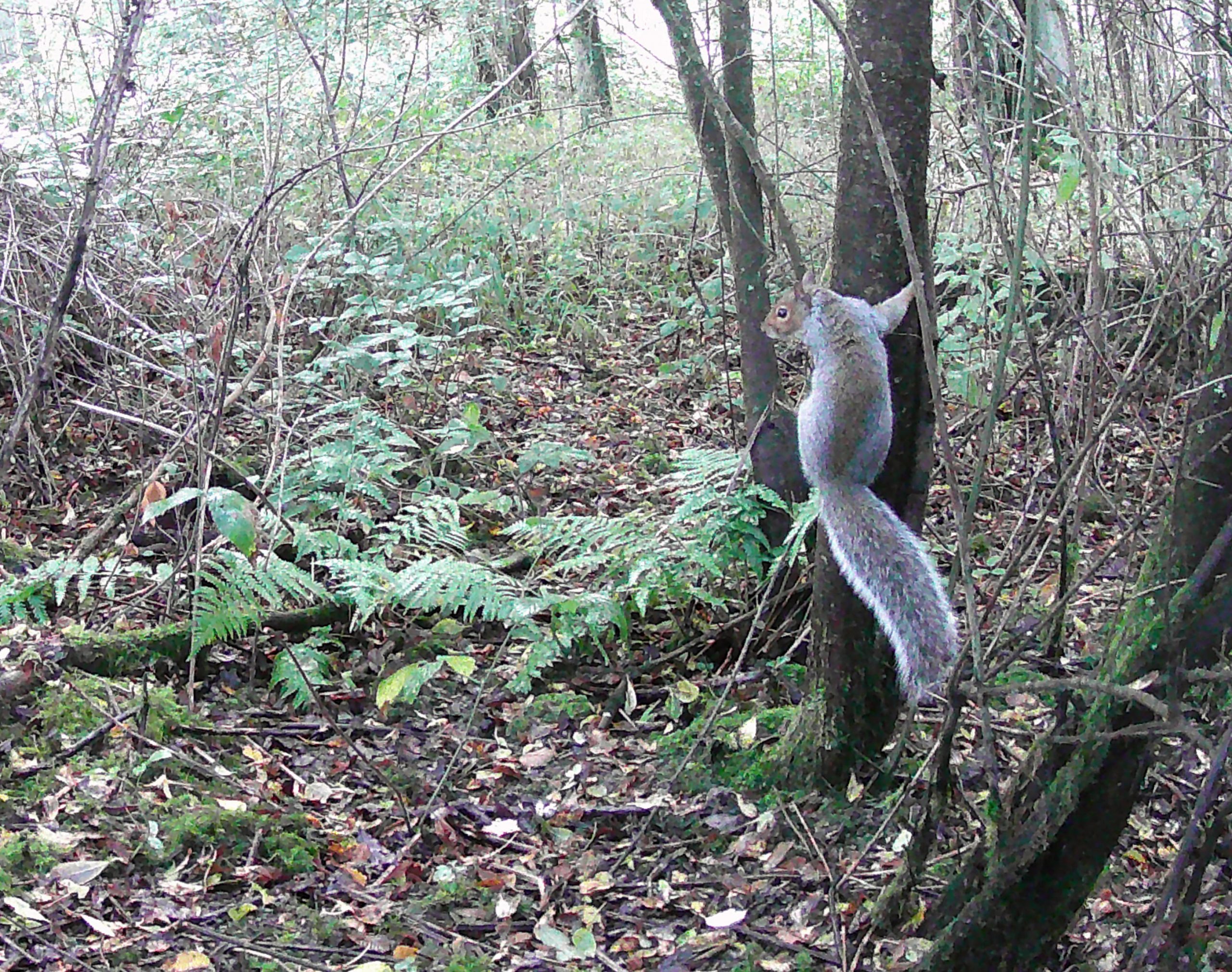Maple Farm | Carbon Rewild