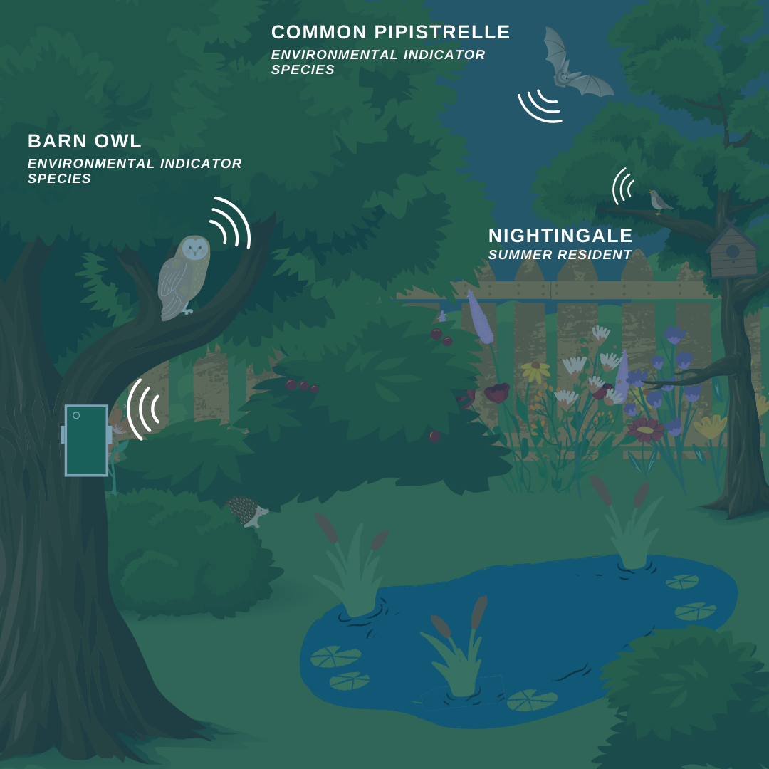 Garden Wildlife Monitoring | Carbon Rewild