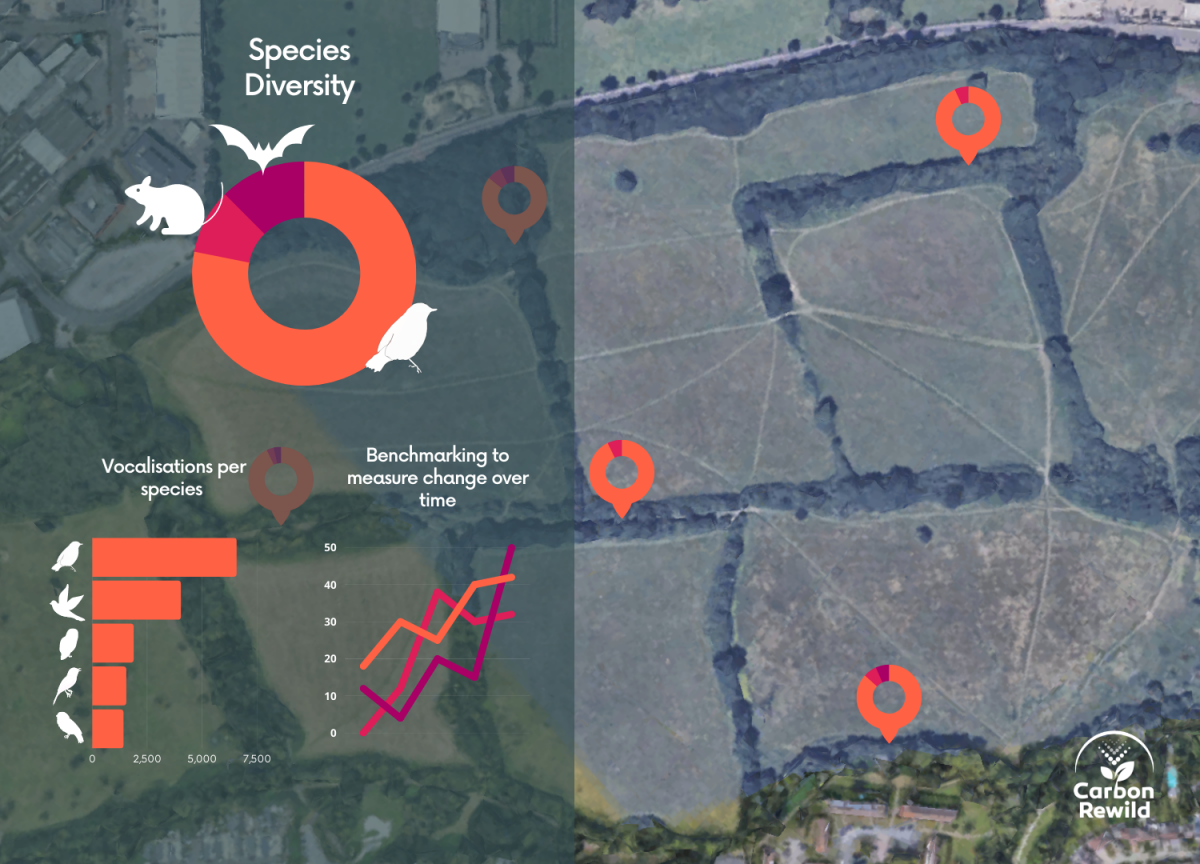 Bioacoustic Monitoring | Carbon Rewild