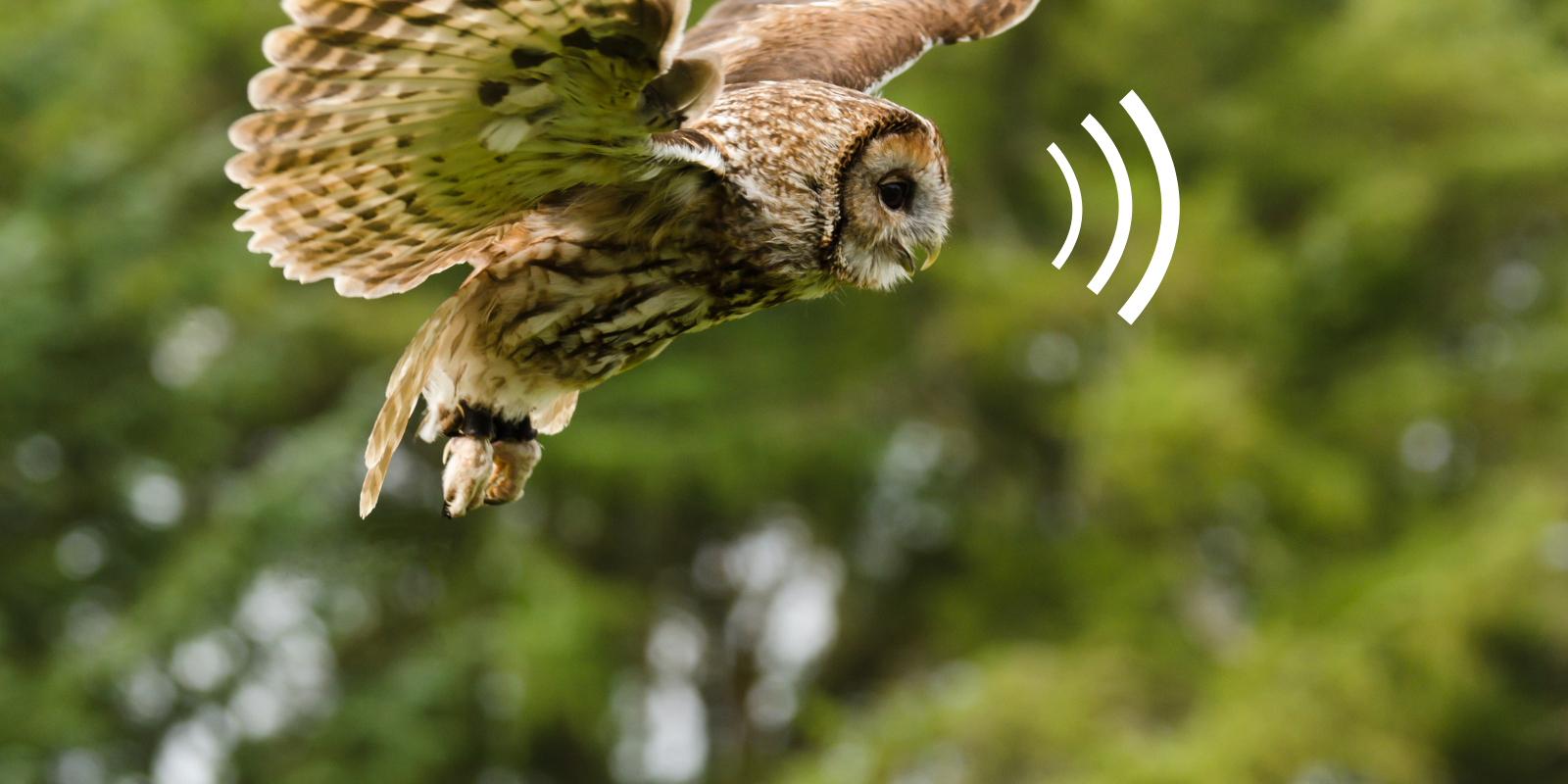 Bioacoustic Monitoring | Carbon Rewild