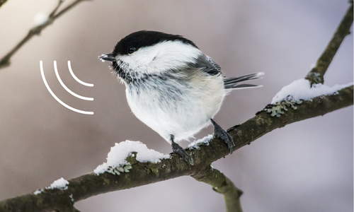 Bioacoustic Technology: Biodiversity Monitoring Made Easy