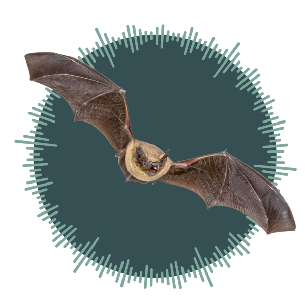 Bat Surveys | Carbon Rewild