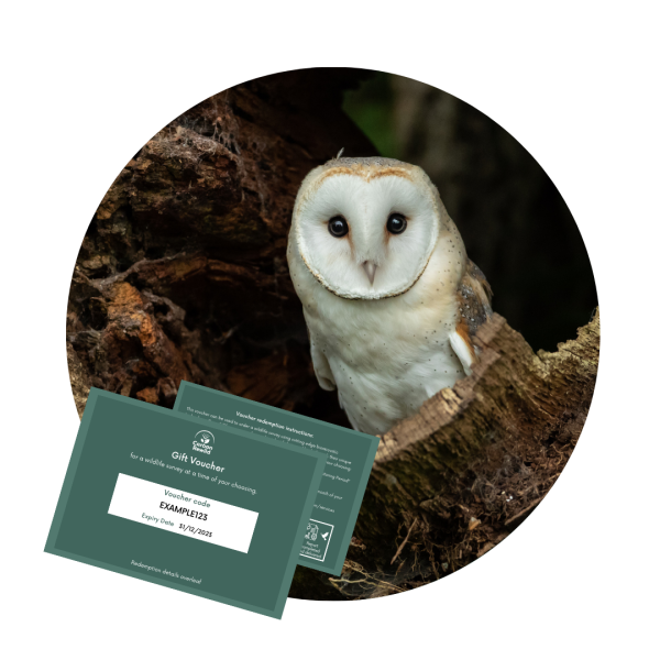 Bioacoustic Monitoring Bioacoustic Services | Carbon Rewild