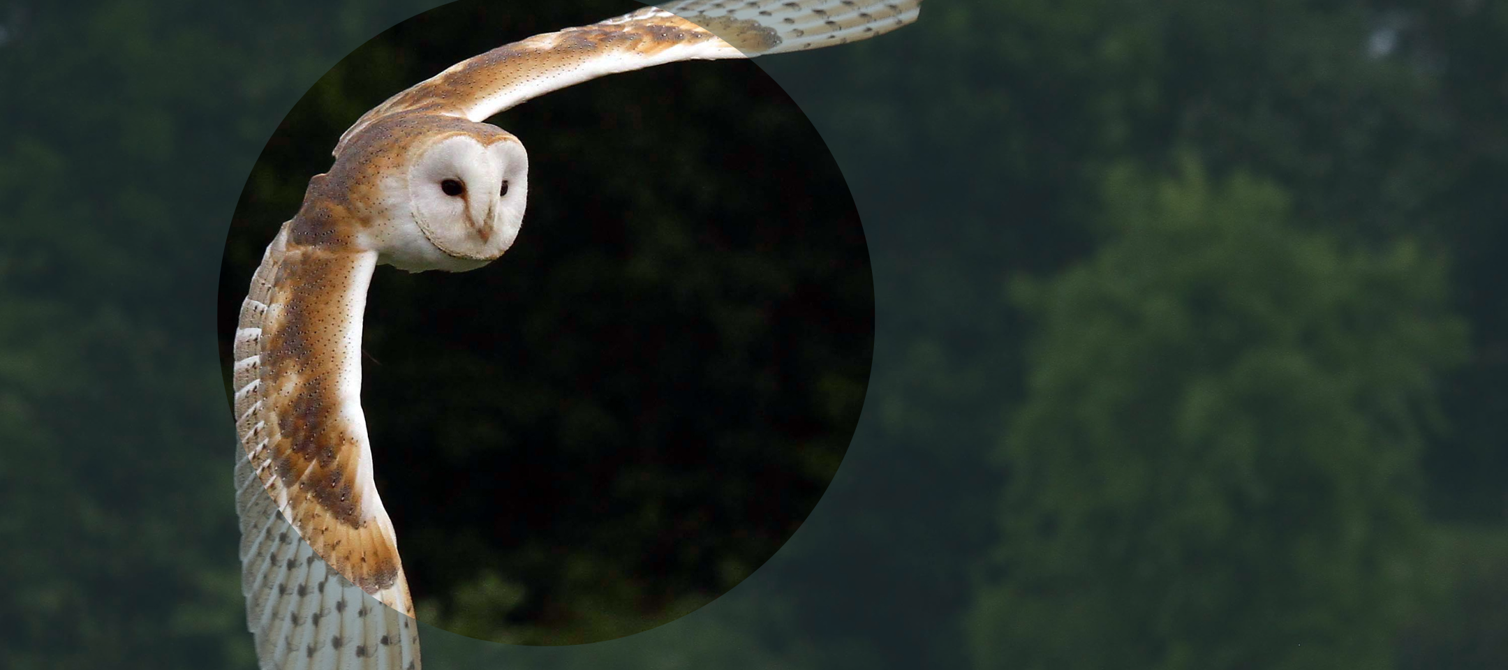 Bioacoustic Monitoring Bioacoustic Services | Carbon Rewild