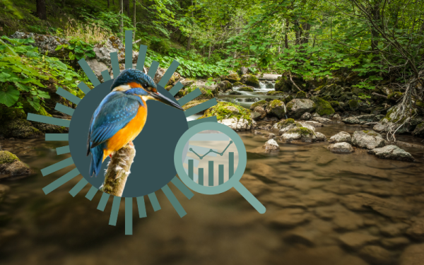 Bioacoustic Monitoring | Carbon Rewild