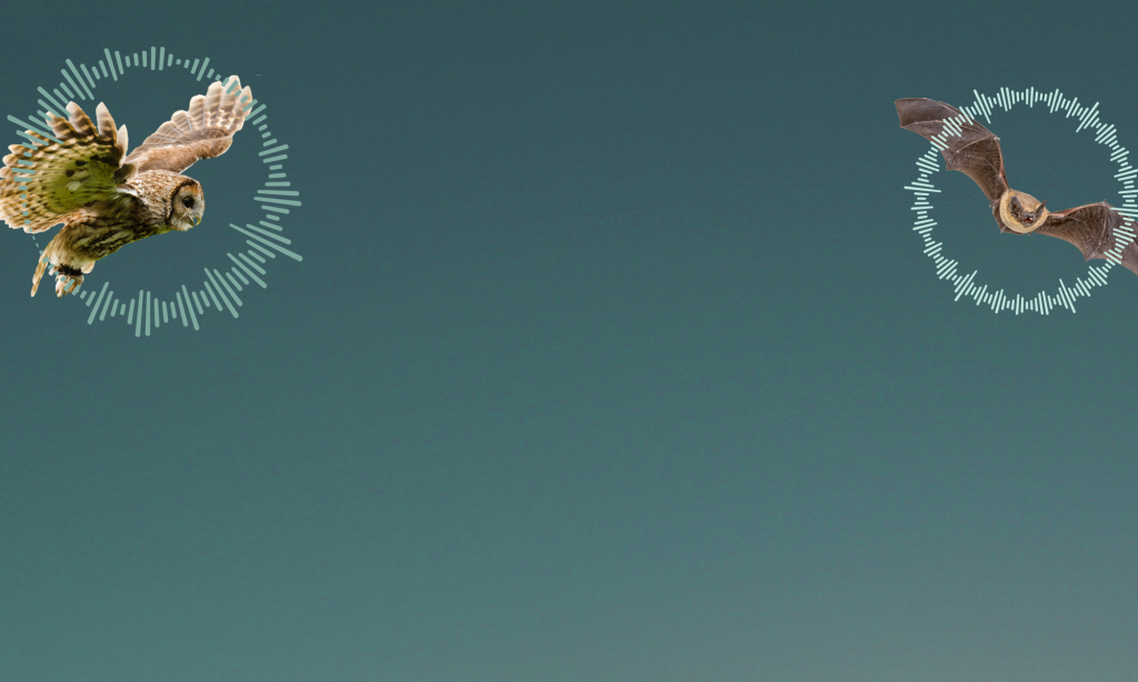 Bioacoustic Technology: Biodiversity Monitoring Made Easy