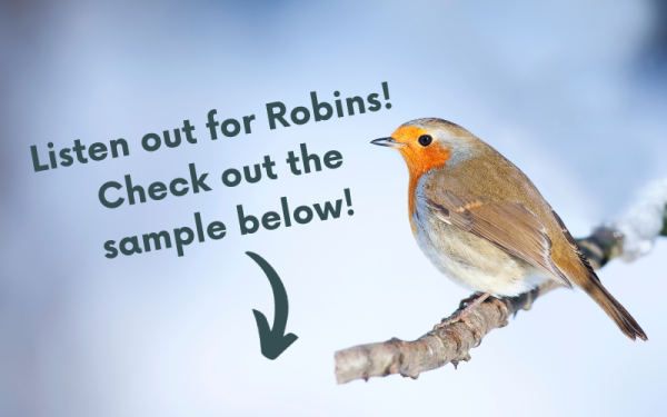 Winter Sounds: Unlocking the Secrets of Britain’s Birdsong with ...