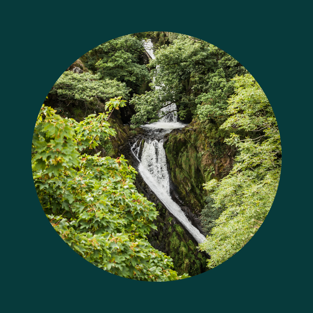 Woodland Management | Carbon Rewild