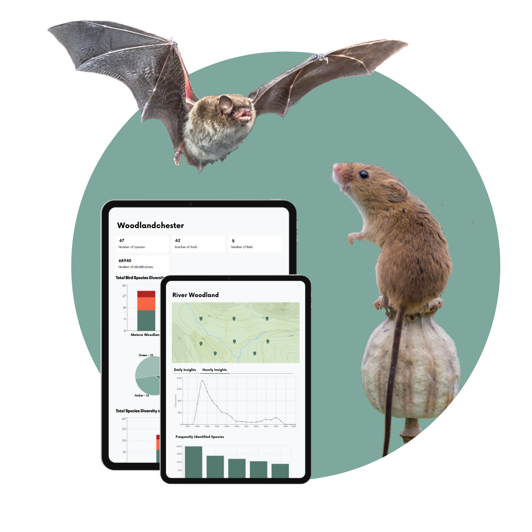 Bioacoustic Monitoring Bioacoustic Monitoring | Carbon Rewild