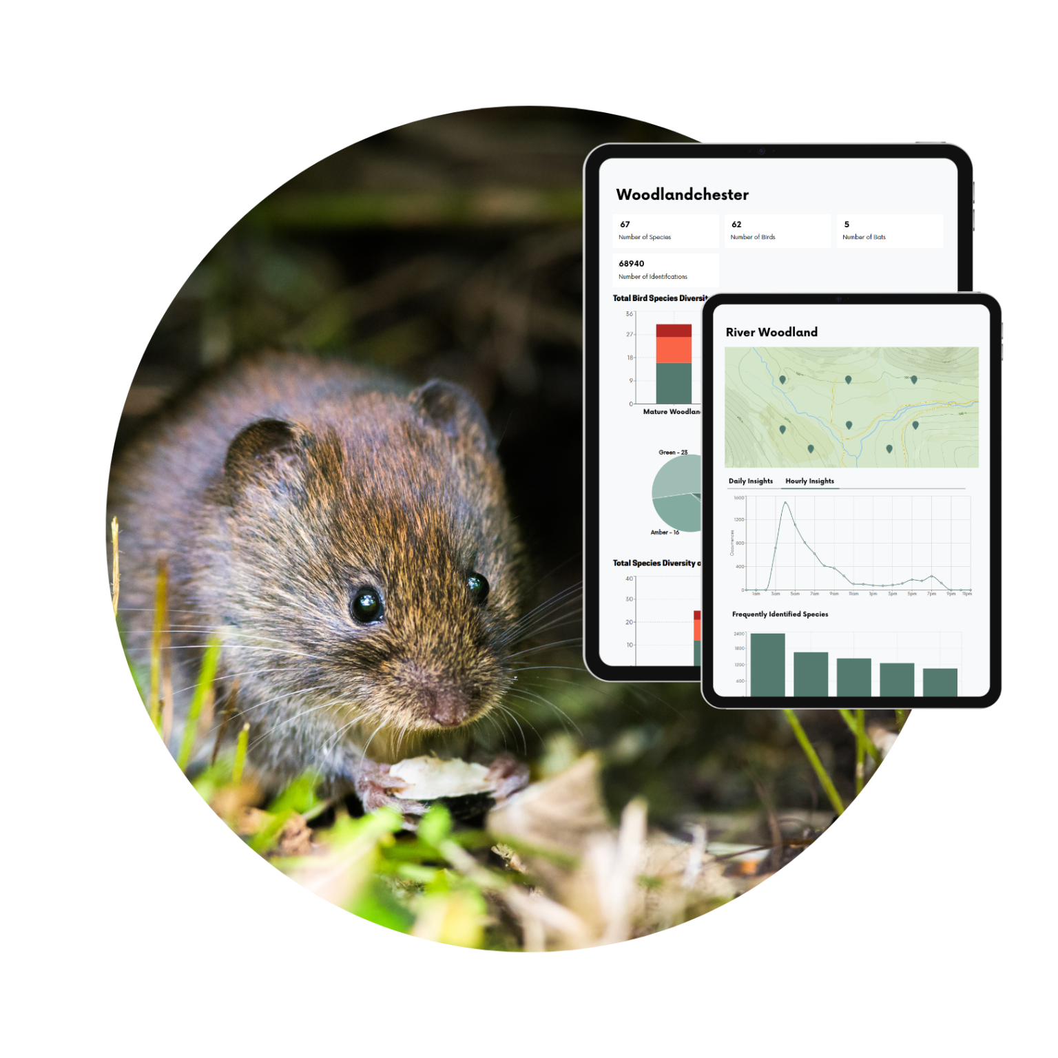 Small Mammal Bioacoustic Monitoring | Carbon Rewild