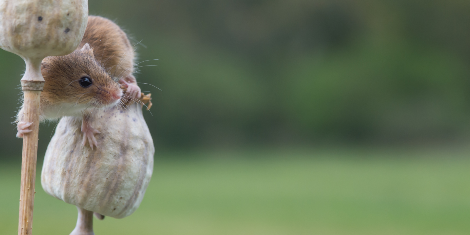 Small Mammal Bioacoustic Monitoring | Carbon Rewild