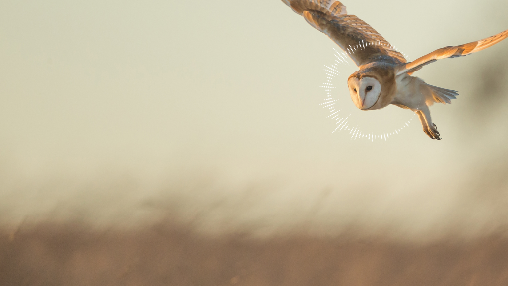 Bioacoustic Technology: Biodiversity Monitoring Made Easy