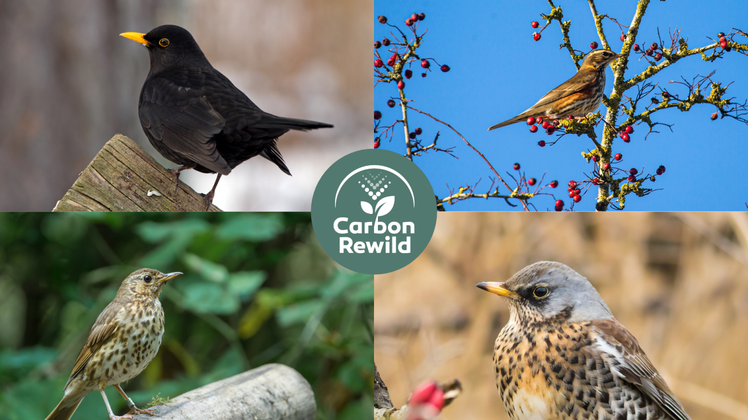 Get To Know Your Thrush Songs and Calls | Carbon Rewild